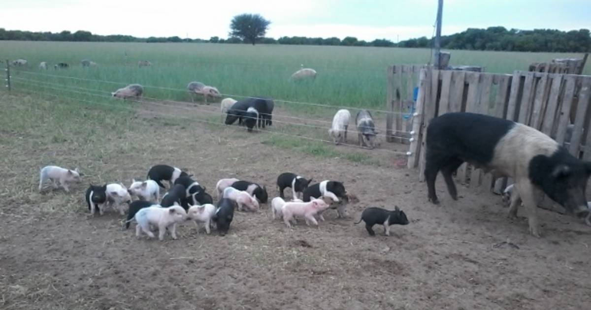 Chanchos puntanos criados al aire libre | El Diario de la República