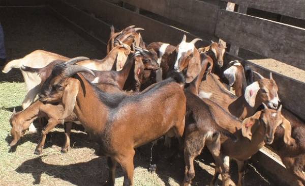 Nuevas cabras para mejorar la genética de San Luis | El Diario de la ...