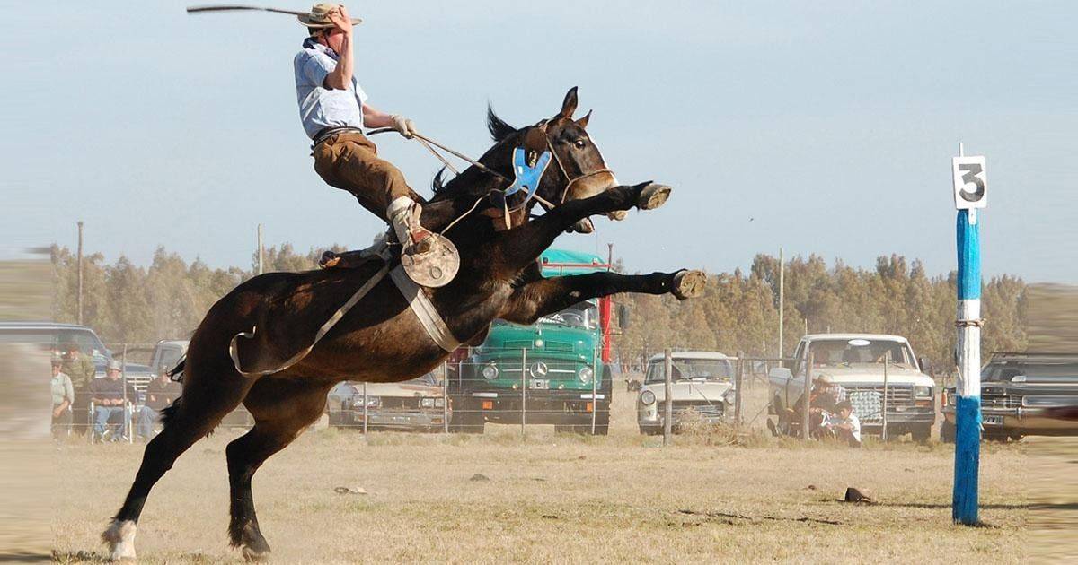 La doma exhibe sus destrezas en una fiesta muy tradicional | El Diario ...
