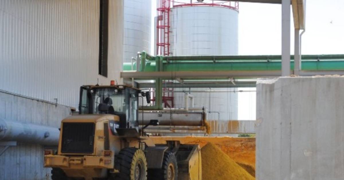 La burlanda, un potente alimento | El Diario de la República