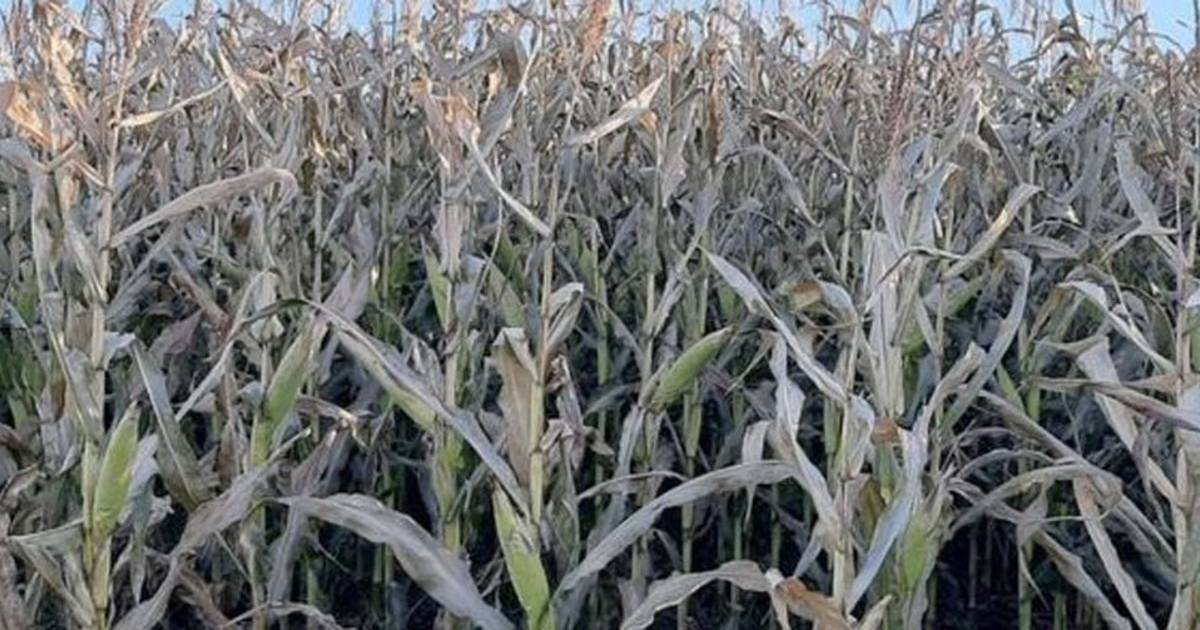 Nuevo reporte digital muestra las zonas más dañadas por las heladas ...