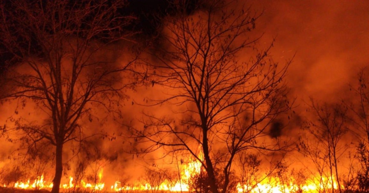 Incendios Forestales Cerca De 14 Mil Hectáreas Fueron Arrasadas Por El