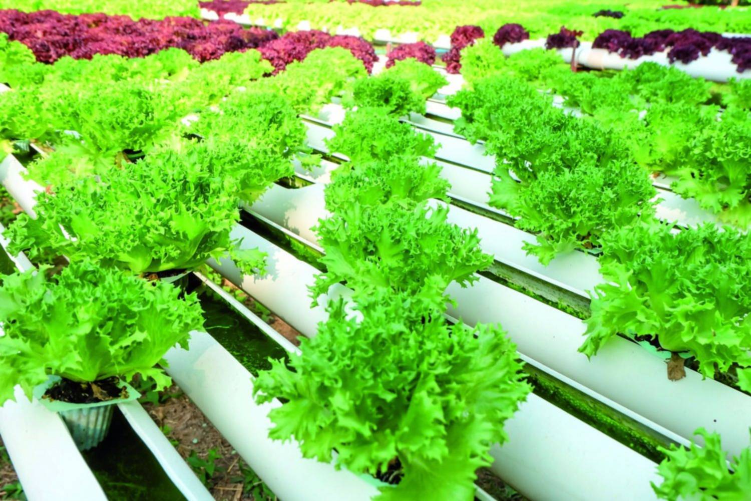 Hidroponia, una forma de cultivar que gana adeptos