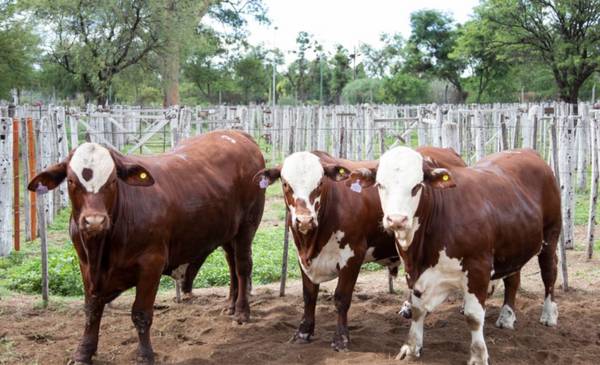 “Hay evolución en la calidad y la terminación de los novillos” | El ...